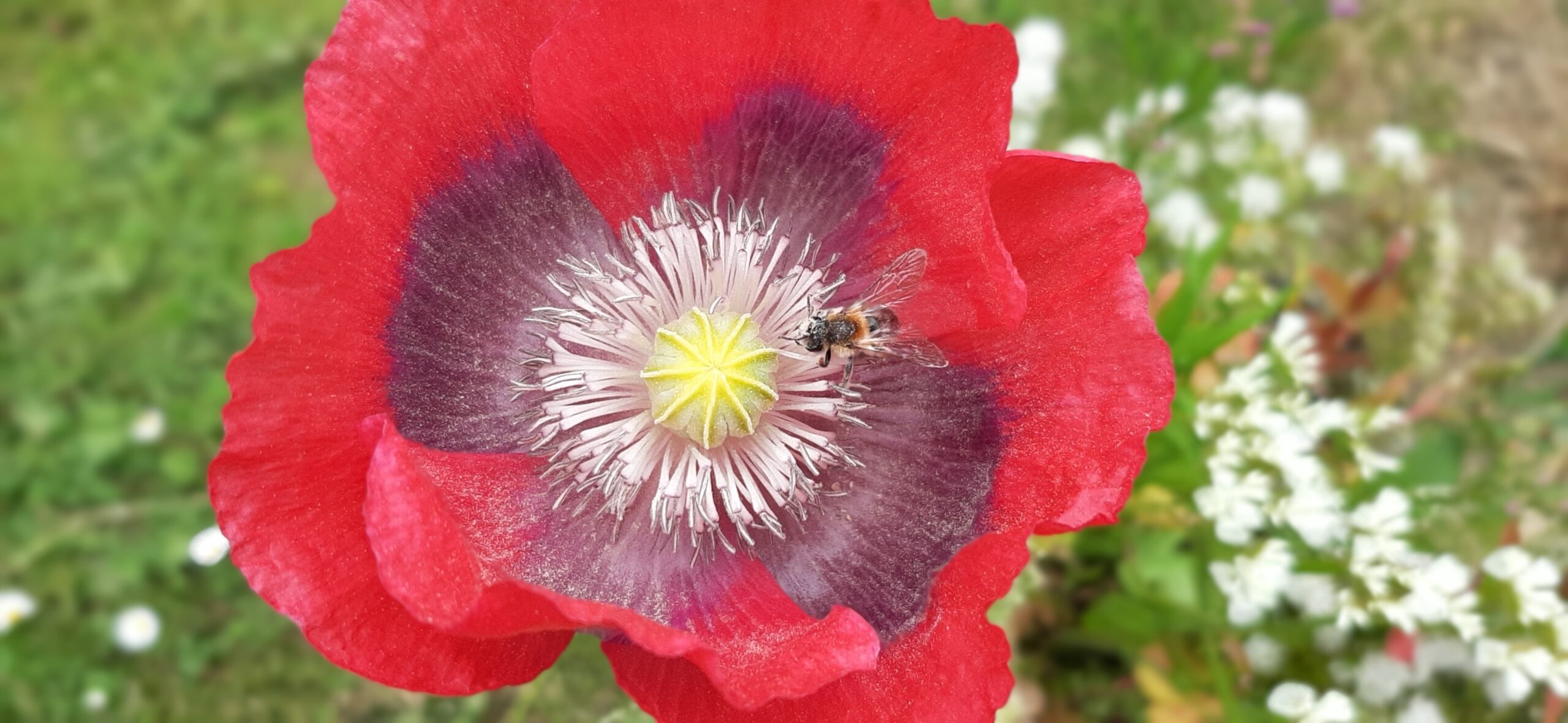 CREATING YOUR SUMMER NATURE JOURNAL - Lisa Fingleton
