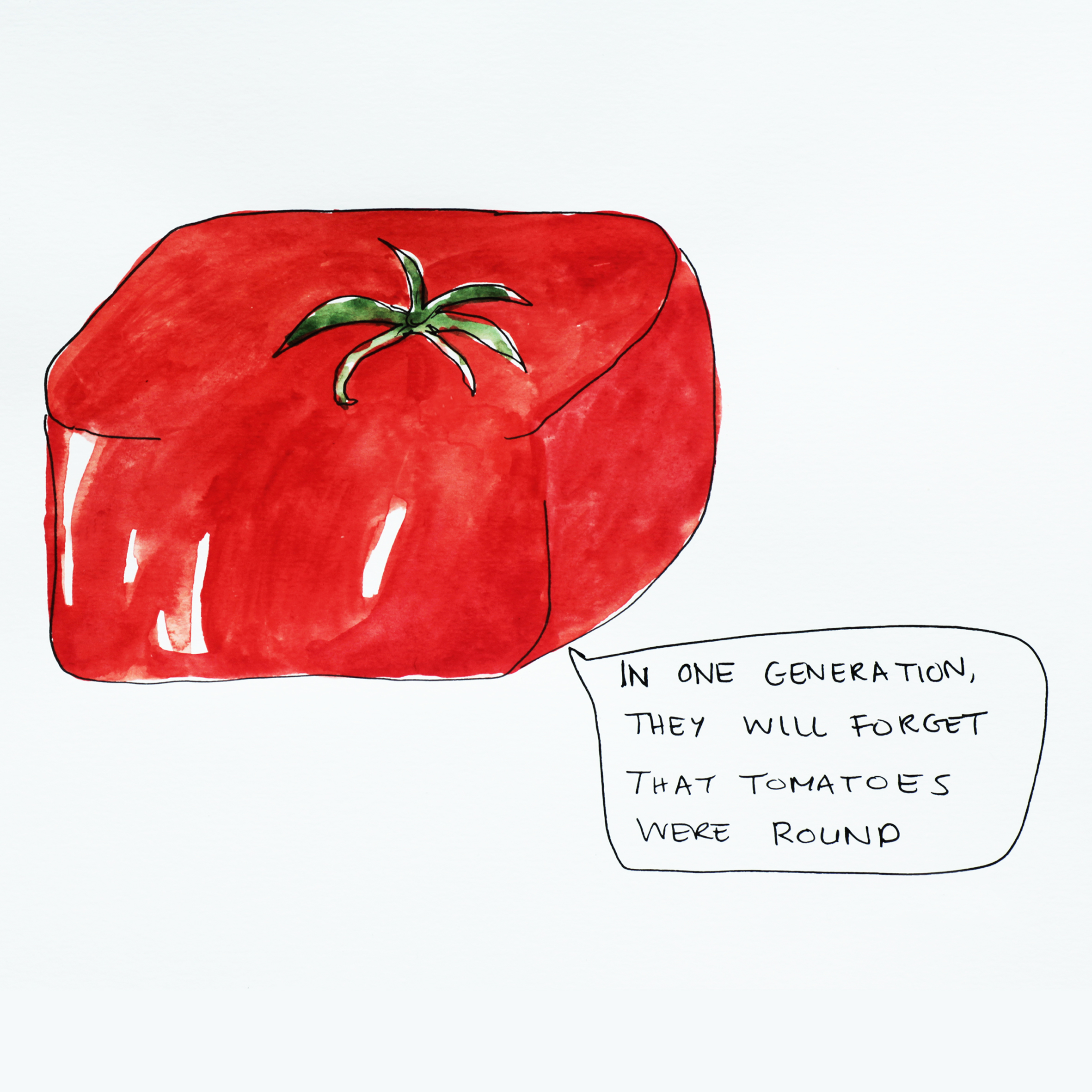 The Square Tomato - Lisa Fingleton